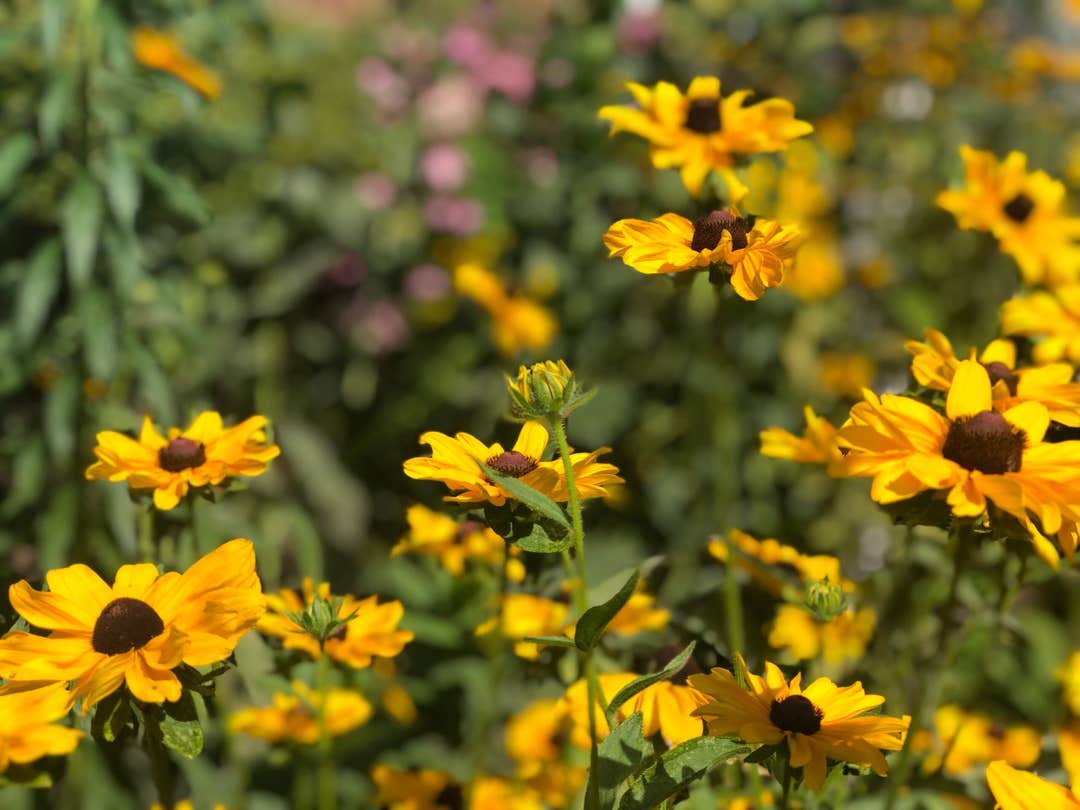 Organic Pilot Programs - Re:wild Your Campus